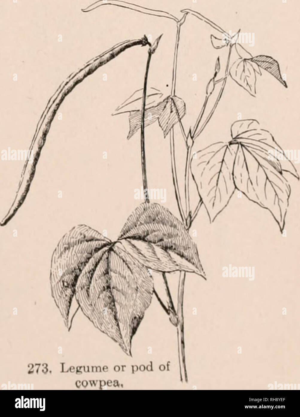 Cowpea Plant Diagram