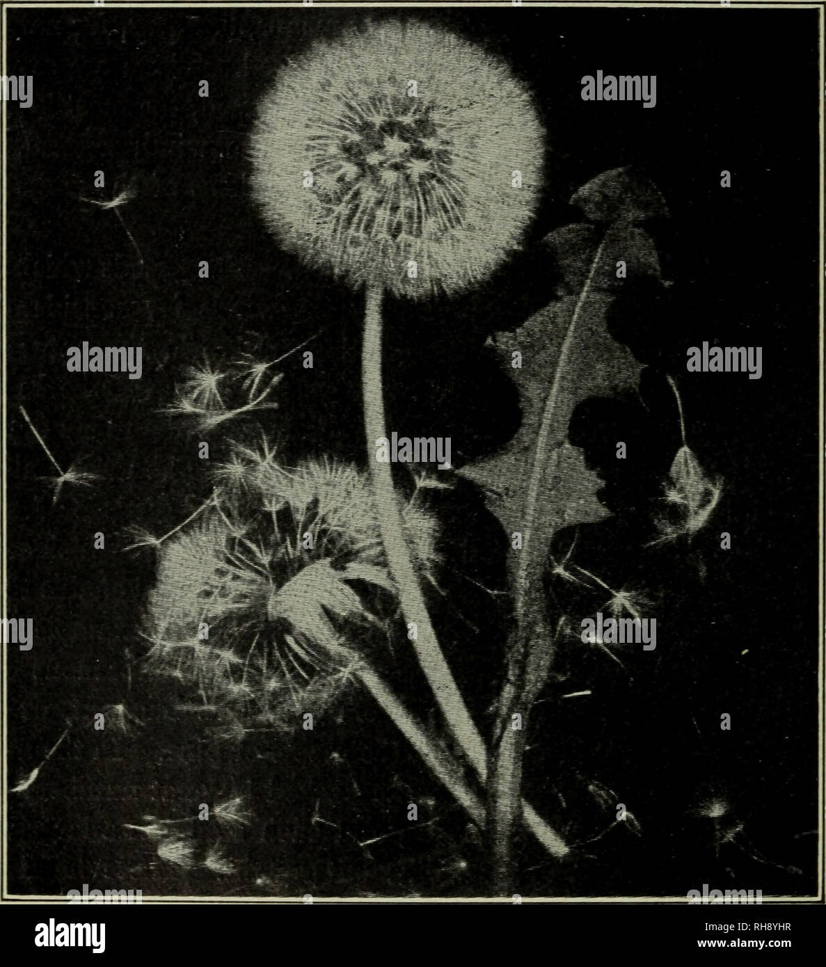 . Botany for high schools. Botany. 200 GROWTH AND WORK OF PLANTS is ...