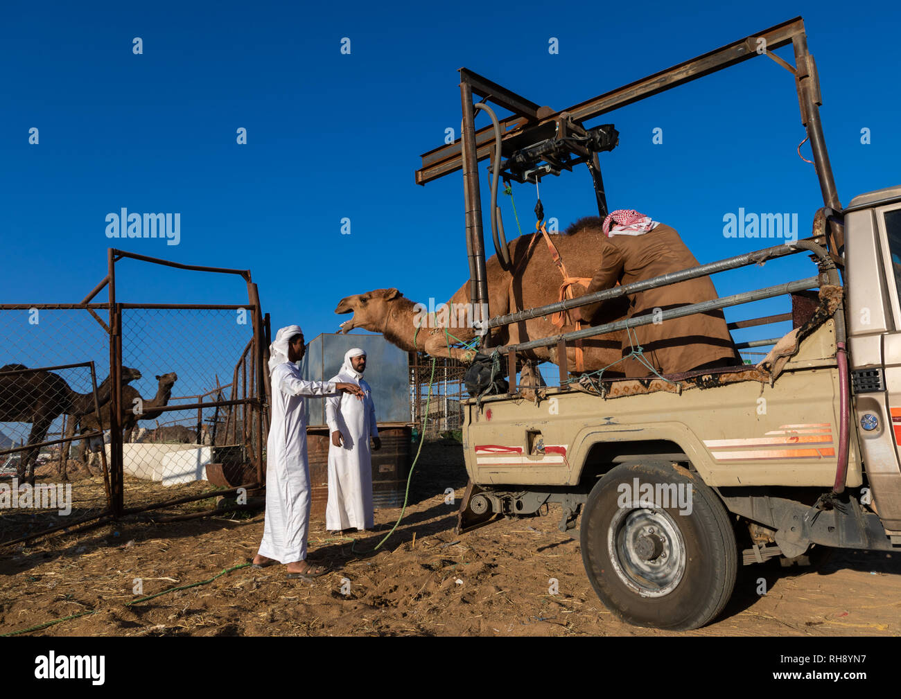Saudi man loading a camel in a Toyota car in the camel market, Najran ...
