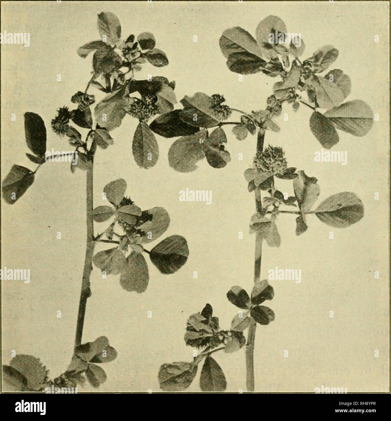 Toothed bur clover hi-res stock photography and images - Alamy