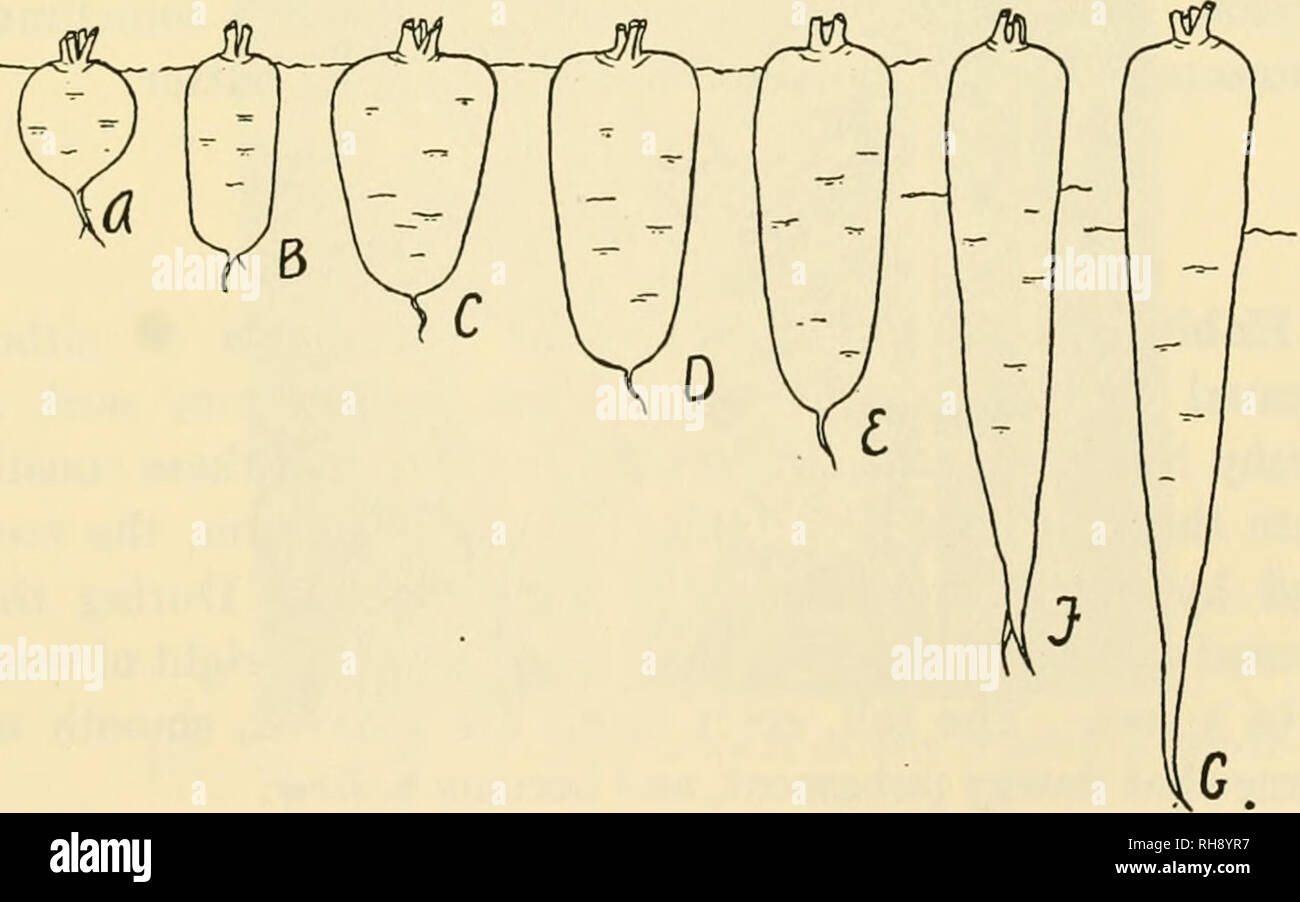 Primary and secondary spines hi-res stock photography and images - Alamy