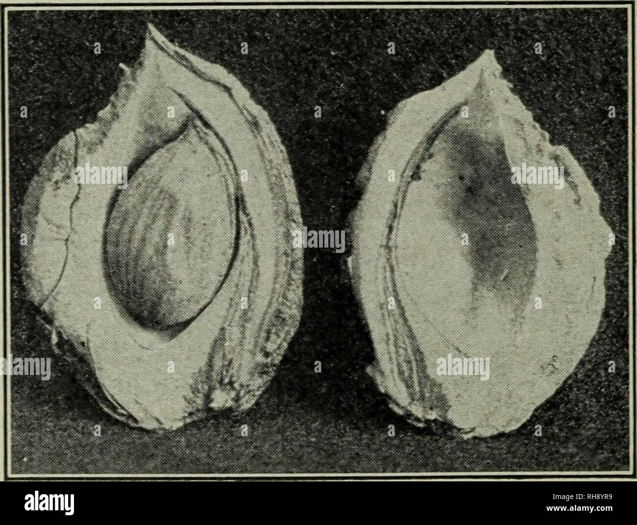 Fleshy pouch hi-res stock photography and images - Alamy