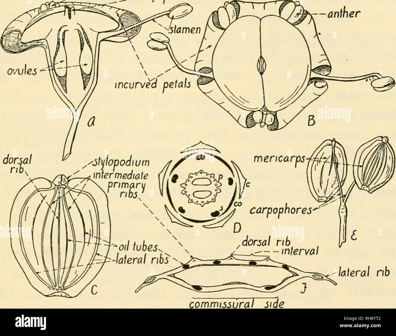 . The botany of crop plants; a text and reference book. Botany ...
