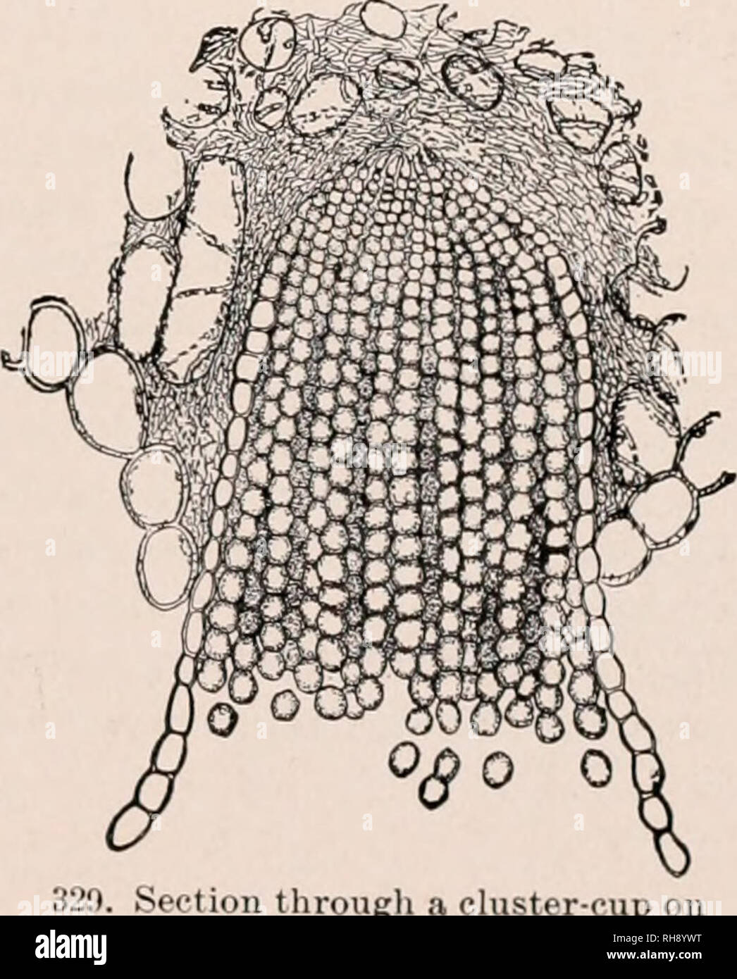 Wheat leaf cross section hi-res stock photography and images - Alamy