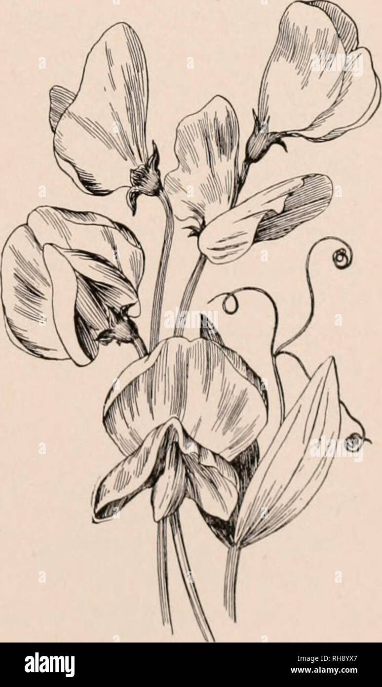 . Botany for secondary schools; a guide to the knowledge of the ...