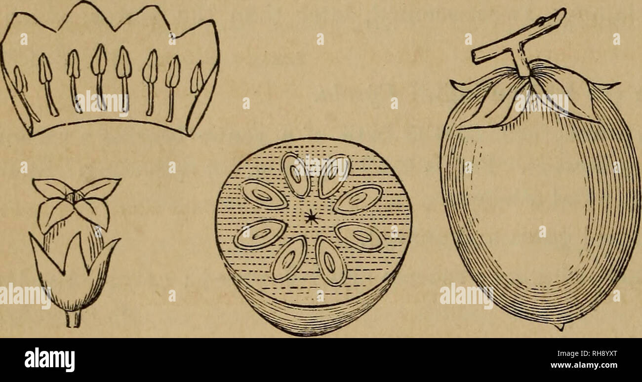 . Botany for young people and common schools. Botany. 172 POPULAR FLORA ...