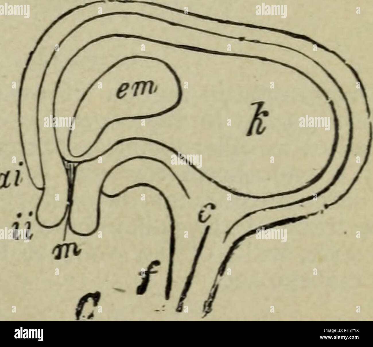 . Botany for high schools. Botany. Fig. 143- A represents a straight ...