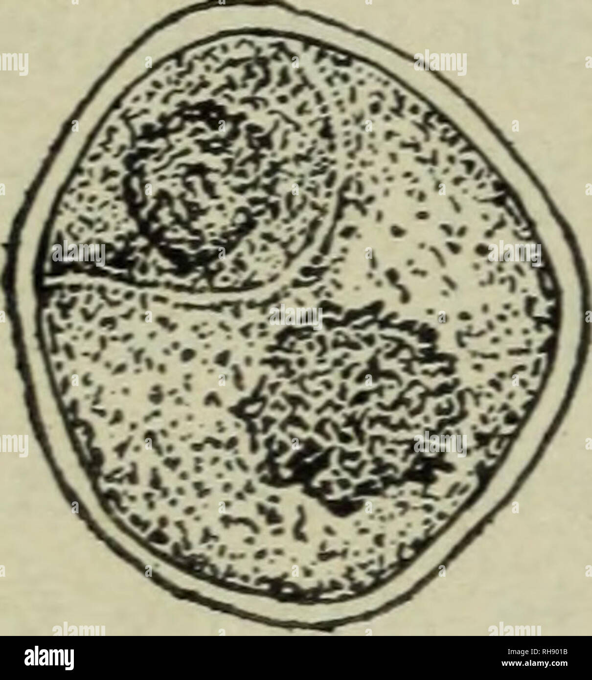 . Botany for high schools. Botany. CHAPTER XIX.. FERTILIZATION AND ...