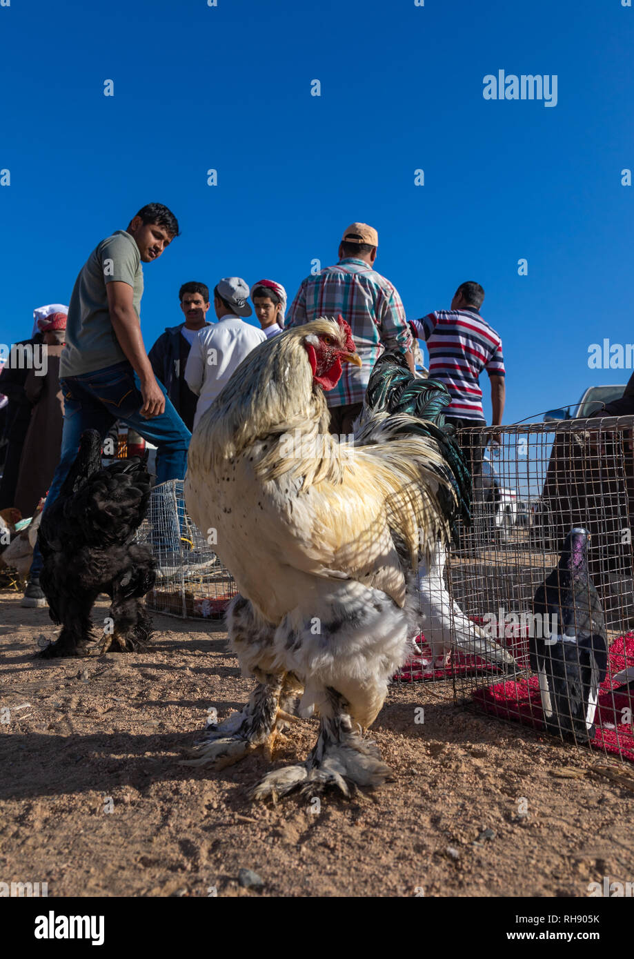 Saudi181345 hi-res stock photography and images - Alamy