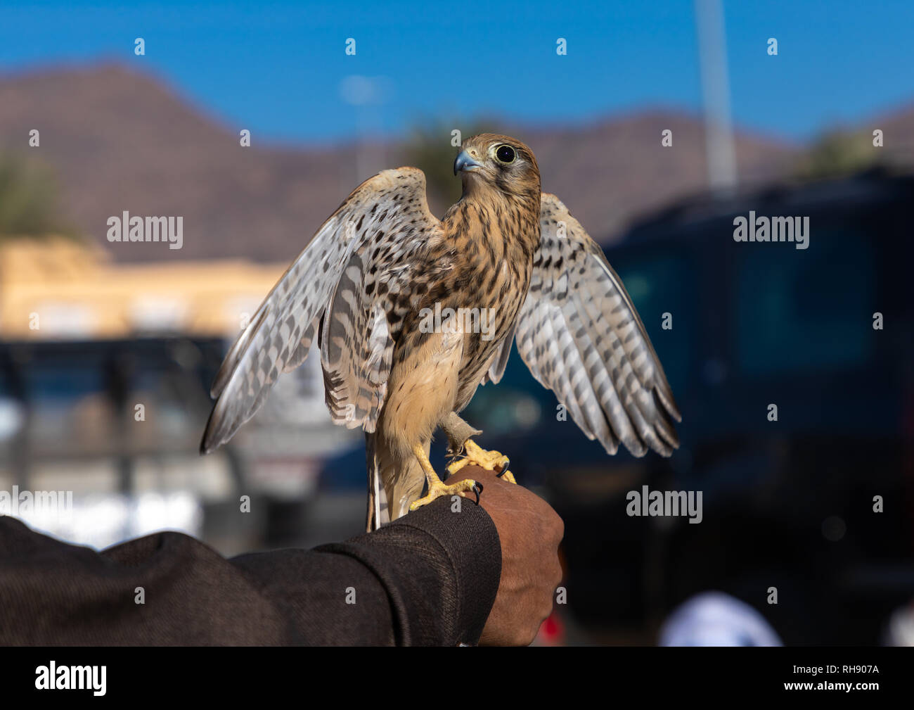 Falcon perching on hand, Najran Province, Najran, Saudi Arabia Stock ...