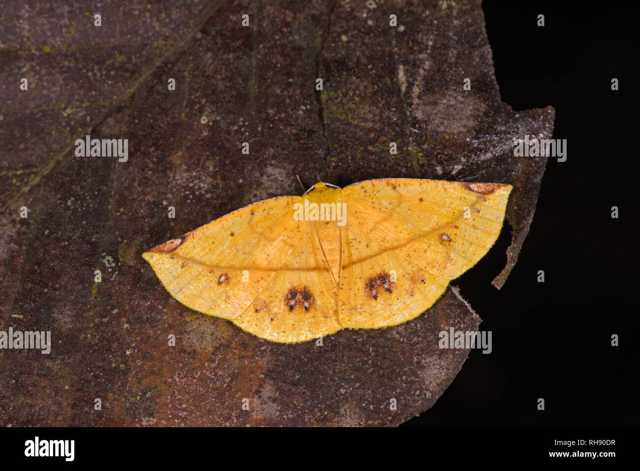 Costa Rica Moth (Cratoptera zarumata) adult at rest on dead leaf ...