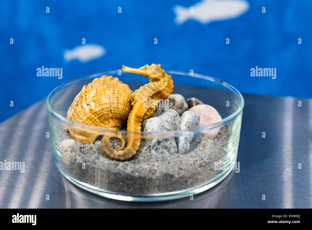 Close up of seashell interior decoration on blue background Stock Photo ...