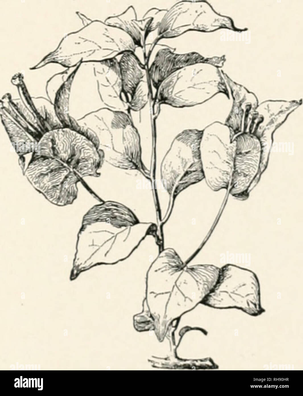. Botany, an elementary text for schools. Botany. SCALES OF BUDS AND ...