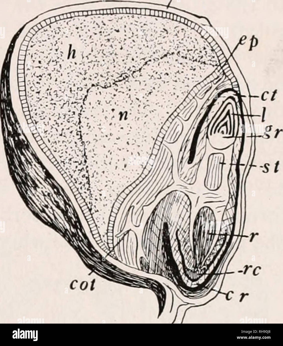 . Botany for agricultural students. Plants. CORN KERNEL 63. The ...