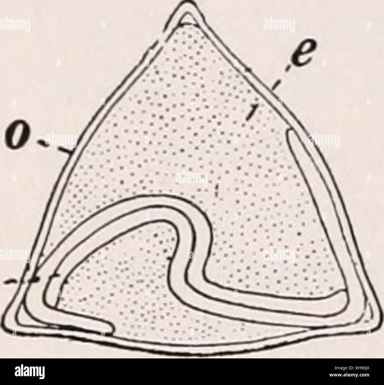 Three cotyledons hi-res stock photography and images - Alamy