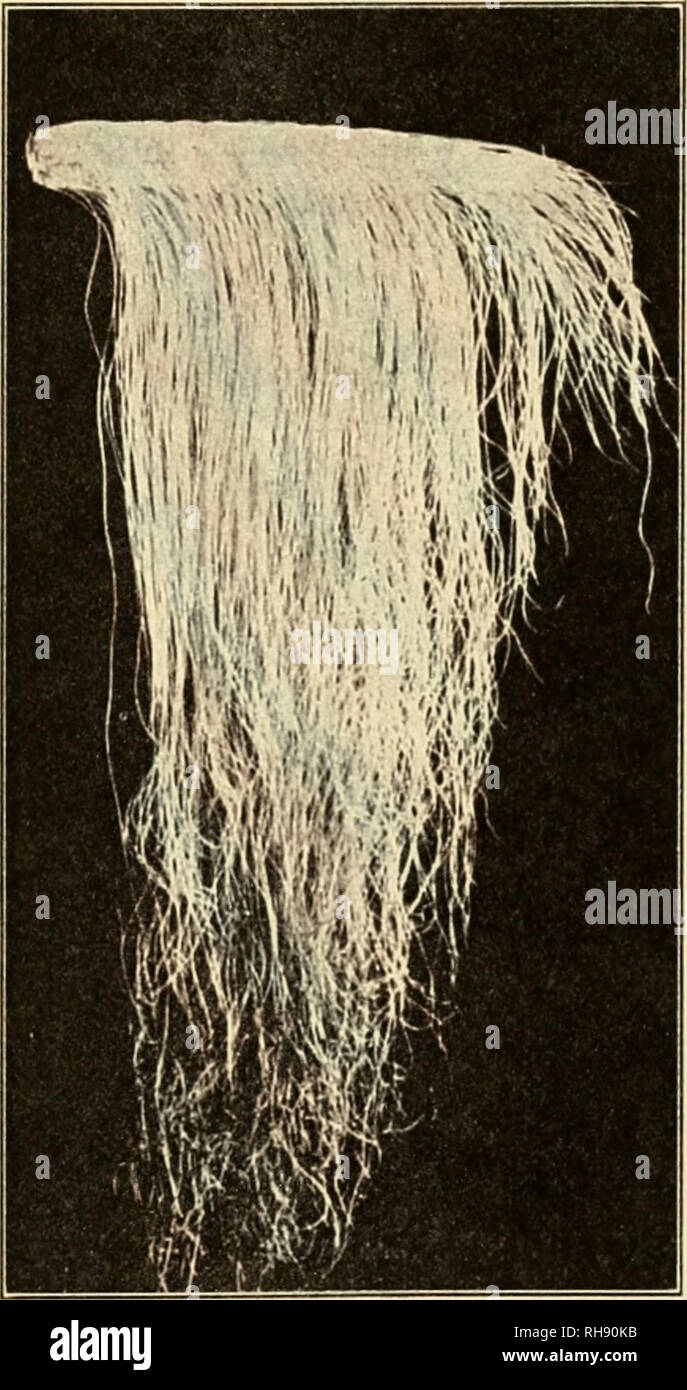 Lower glume hi-res stock photography and images - Alamy