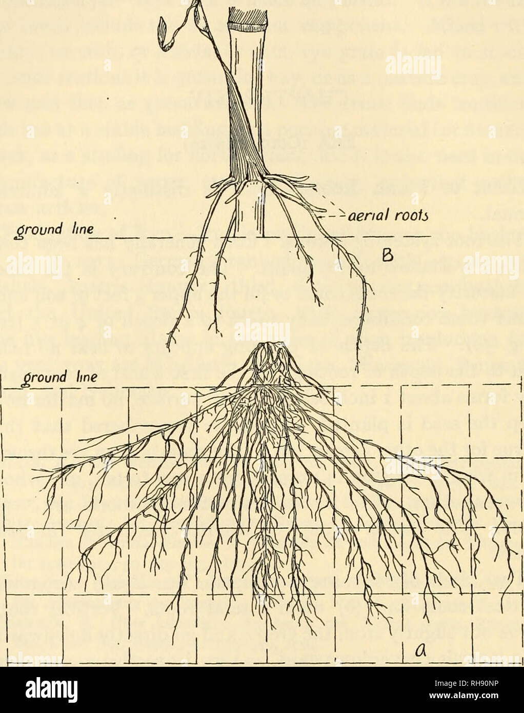 Prop roots zea mays hi-res stock photography and images - Alamy