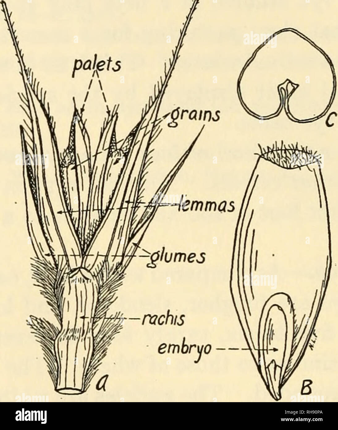 Common rye secale cereale hi-res stock photography and images - Alamy