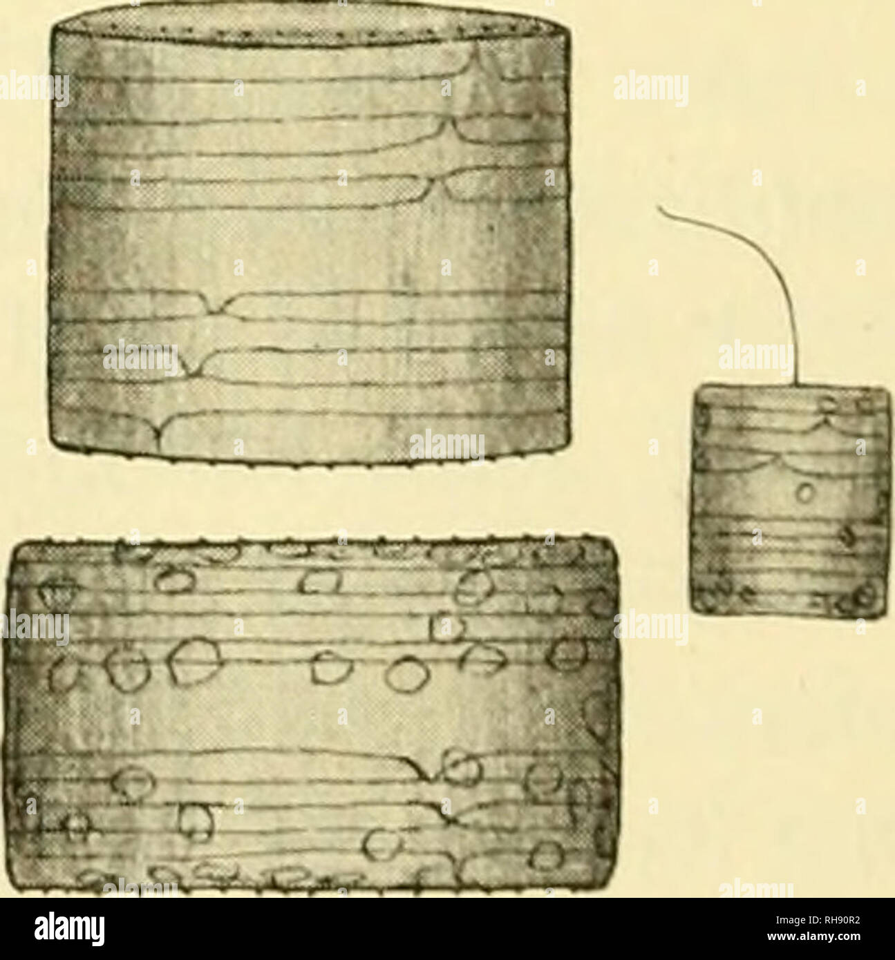 Thalassiosira subtilis hi-res stock photography and images - Alamy