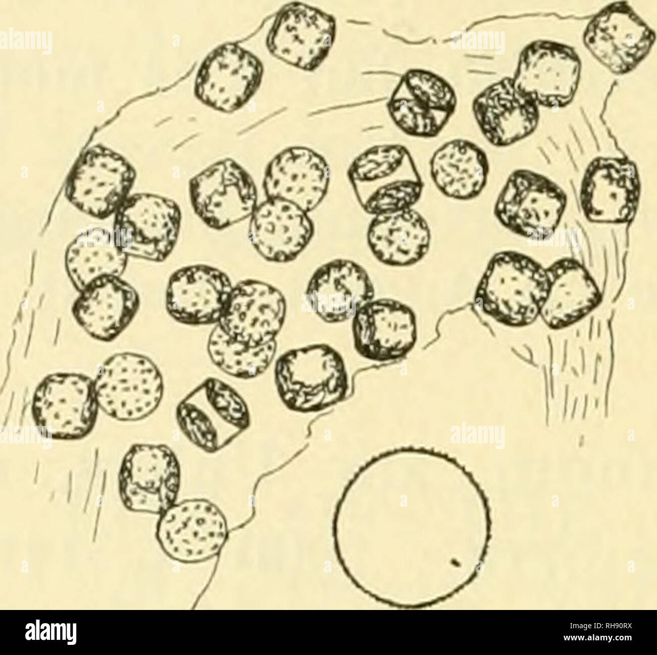 Thalassiosira subtilis hi-res stock photography and images - Alamy