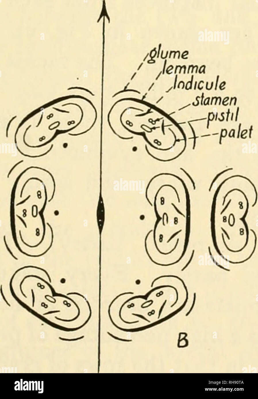 Four rowed barley hi-res stock photography and images - Alamy