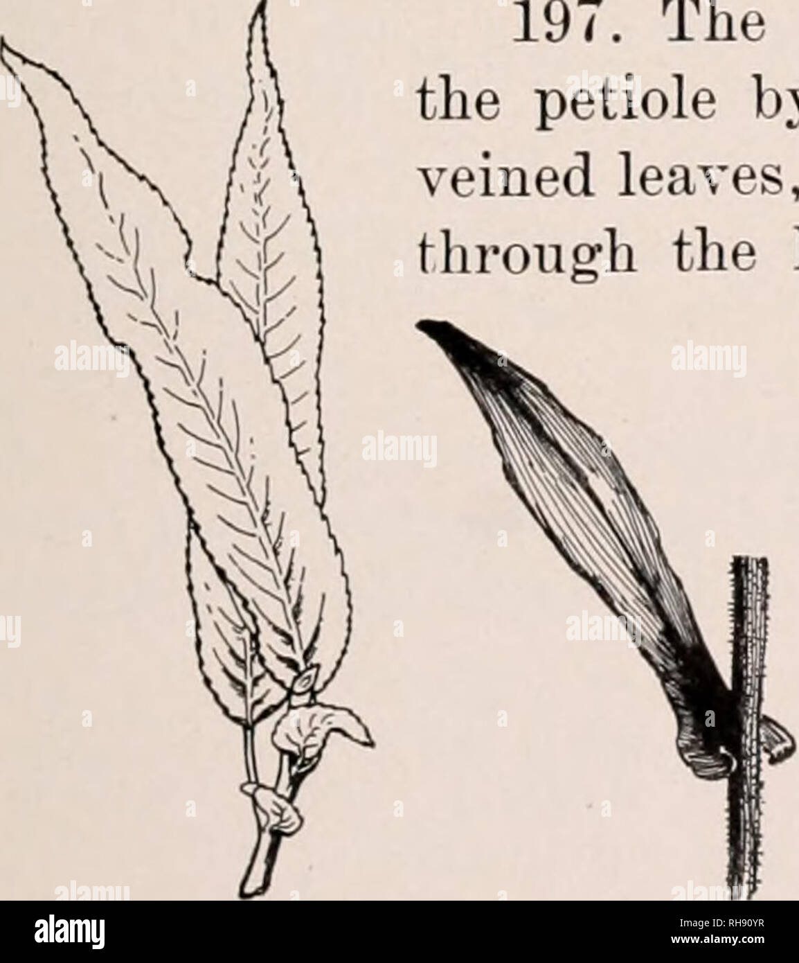 Connate leaf bases hi-res stock photography and images - Alamy