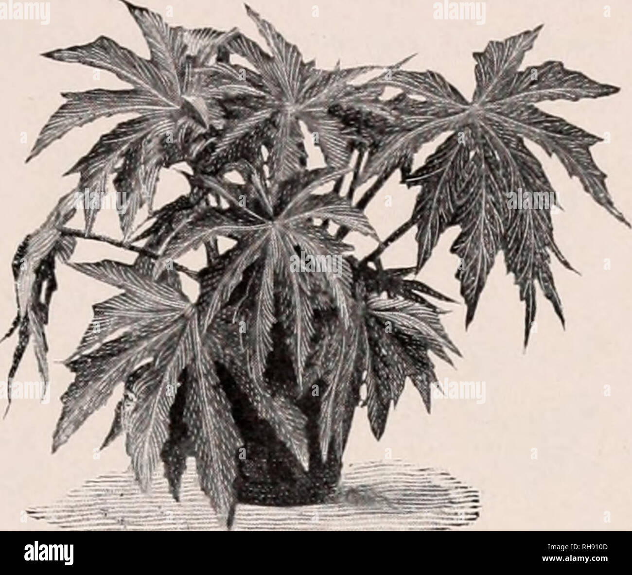 Connate leaf bases hi-res stock photography and images - Alamy