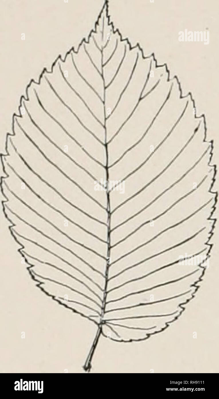 Simple lobed leaf hi-res stock photography and images - Alamy
