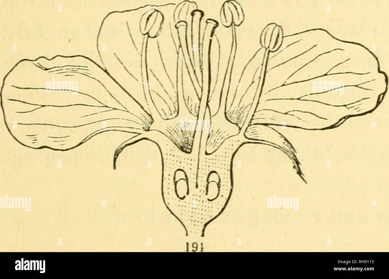 . Botany for young people and common schools. How plants grow, a simple ...