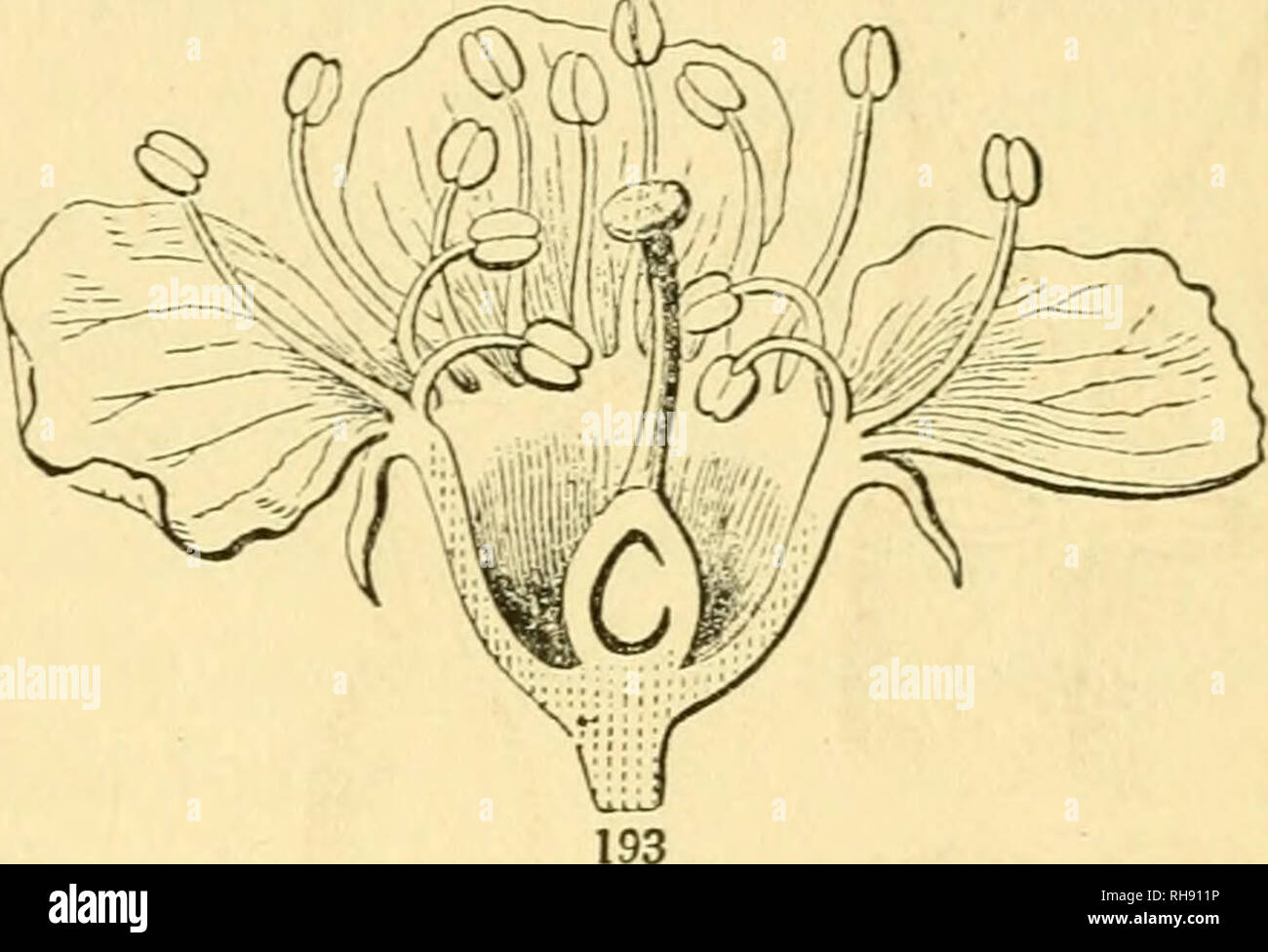 . Botany for young people and common schools. How plants grow, a simple ...