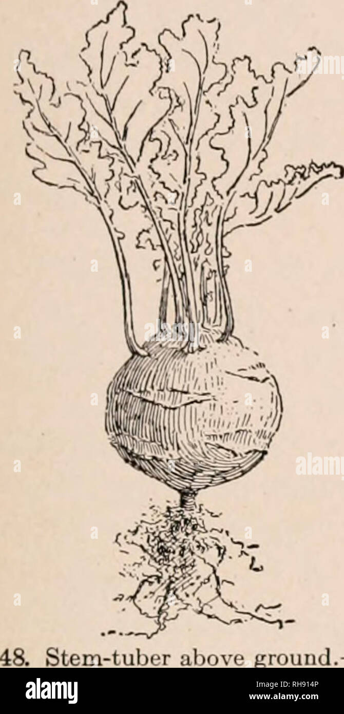 Tubers Plants Examples