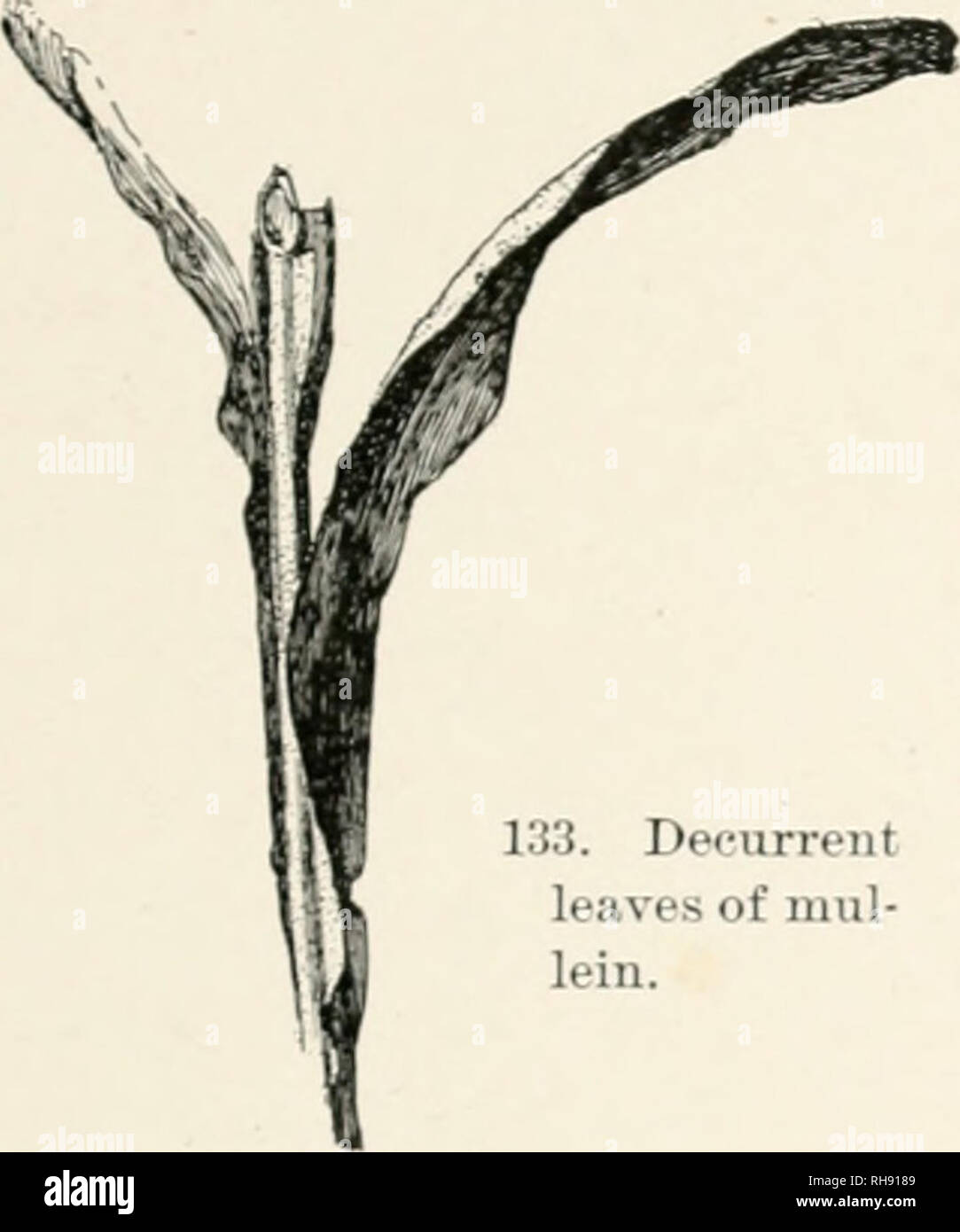 Characteristic heart shaped leaves hi-res stock photography and images ...