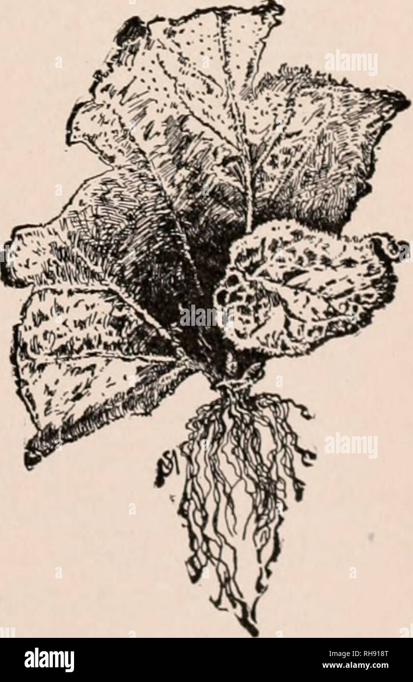 Stalk begonia hi-res stock photography and images - Alamy