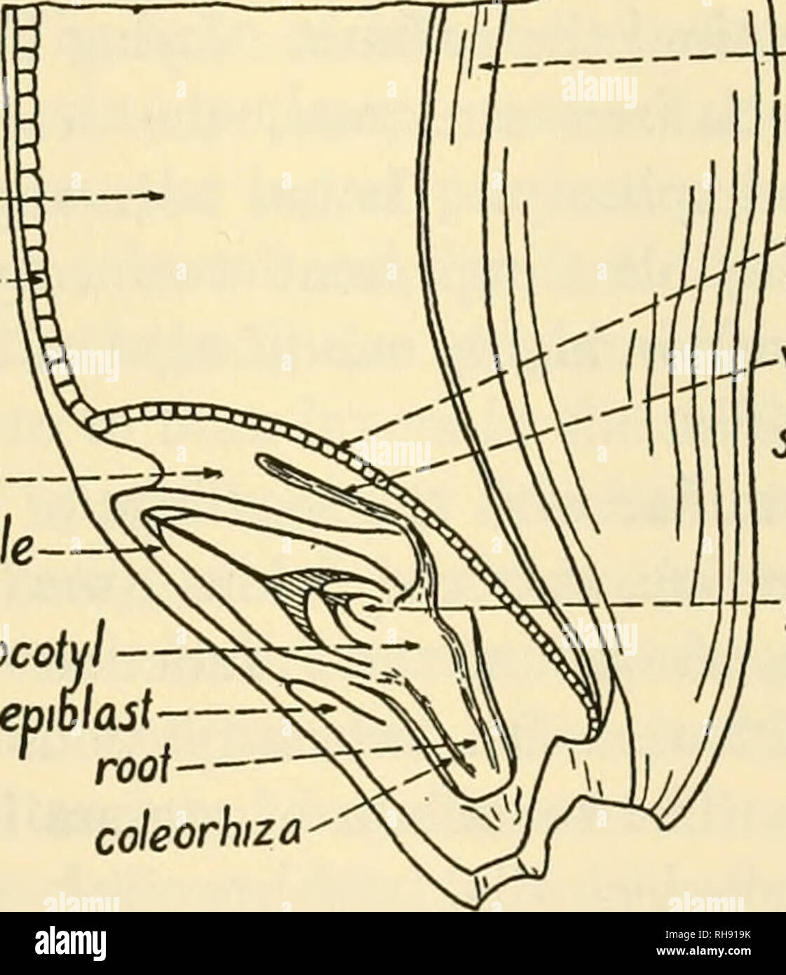 Aleurone layer hi-res stock photography and images - Alamy