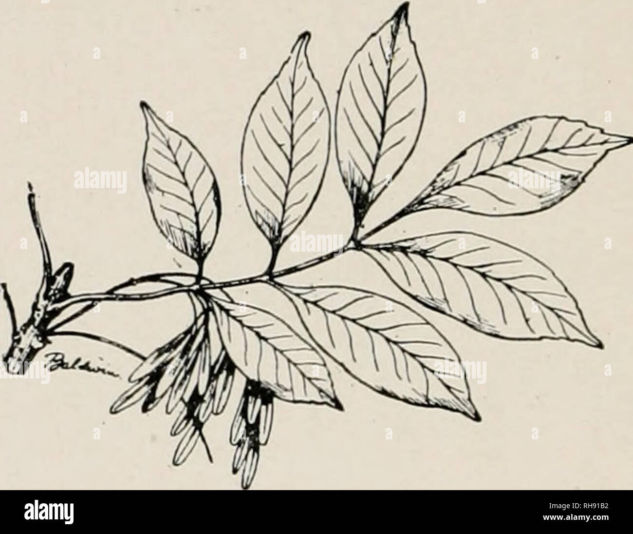 Pinnately compound foliage hi-res stock photography and images - Alamy