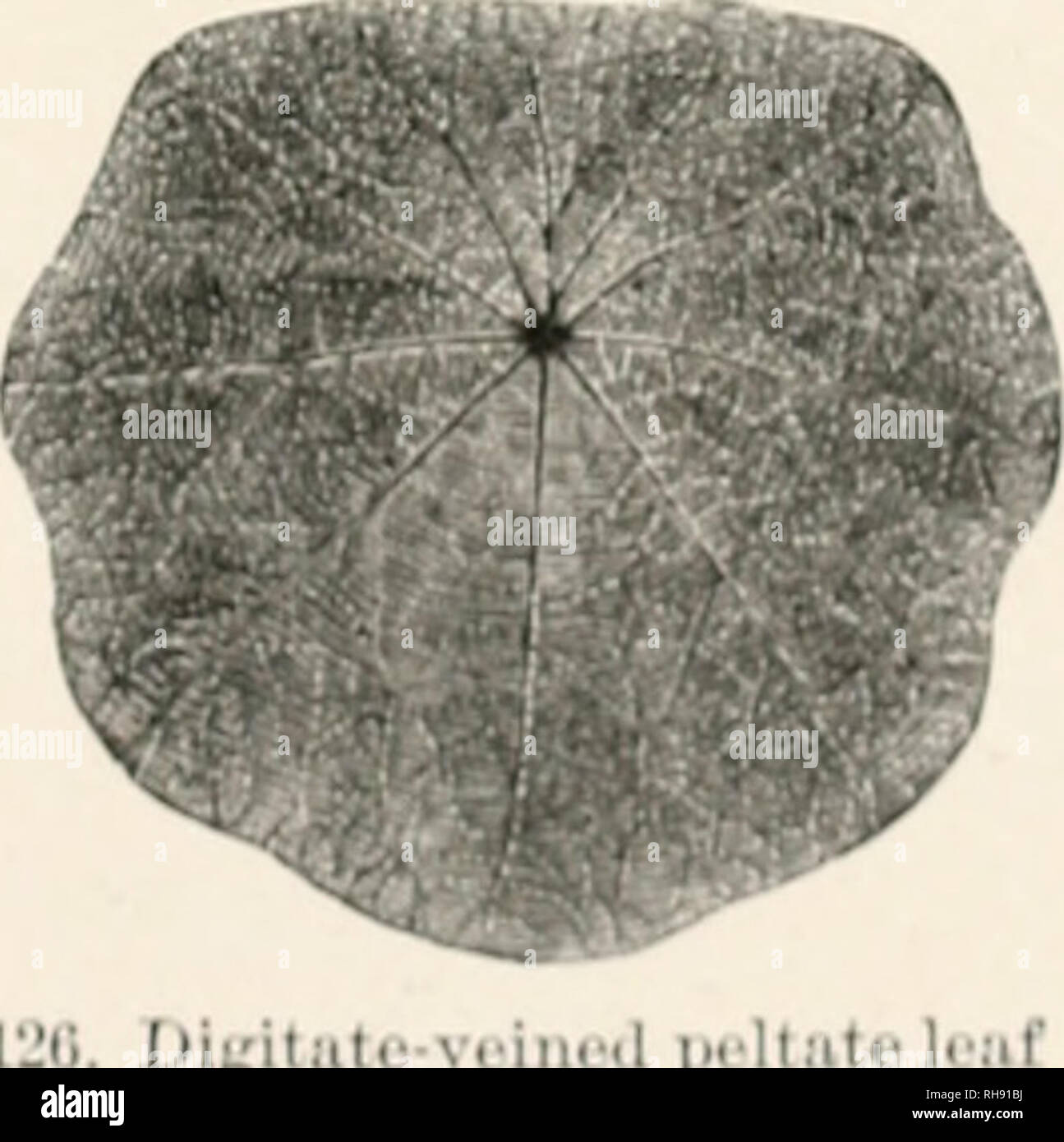 Simple veining hi-res stock photography and images - Alamy