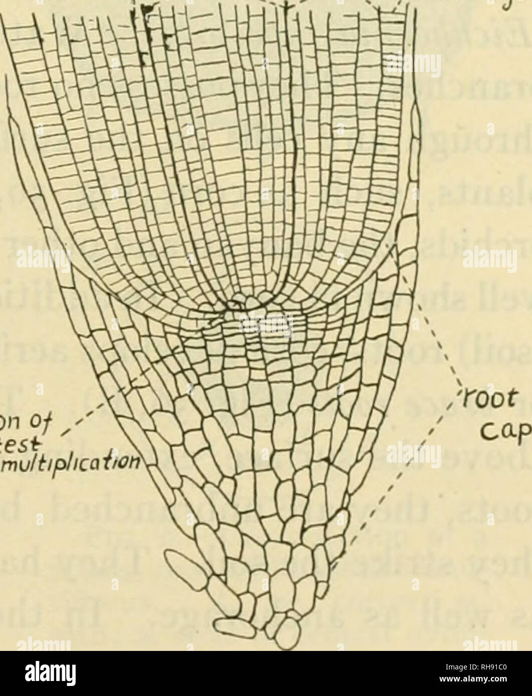 Shallow root system hi-res stock photography and images - Alamy