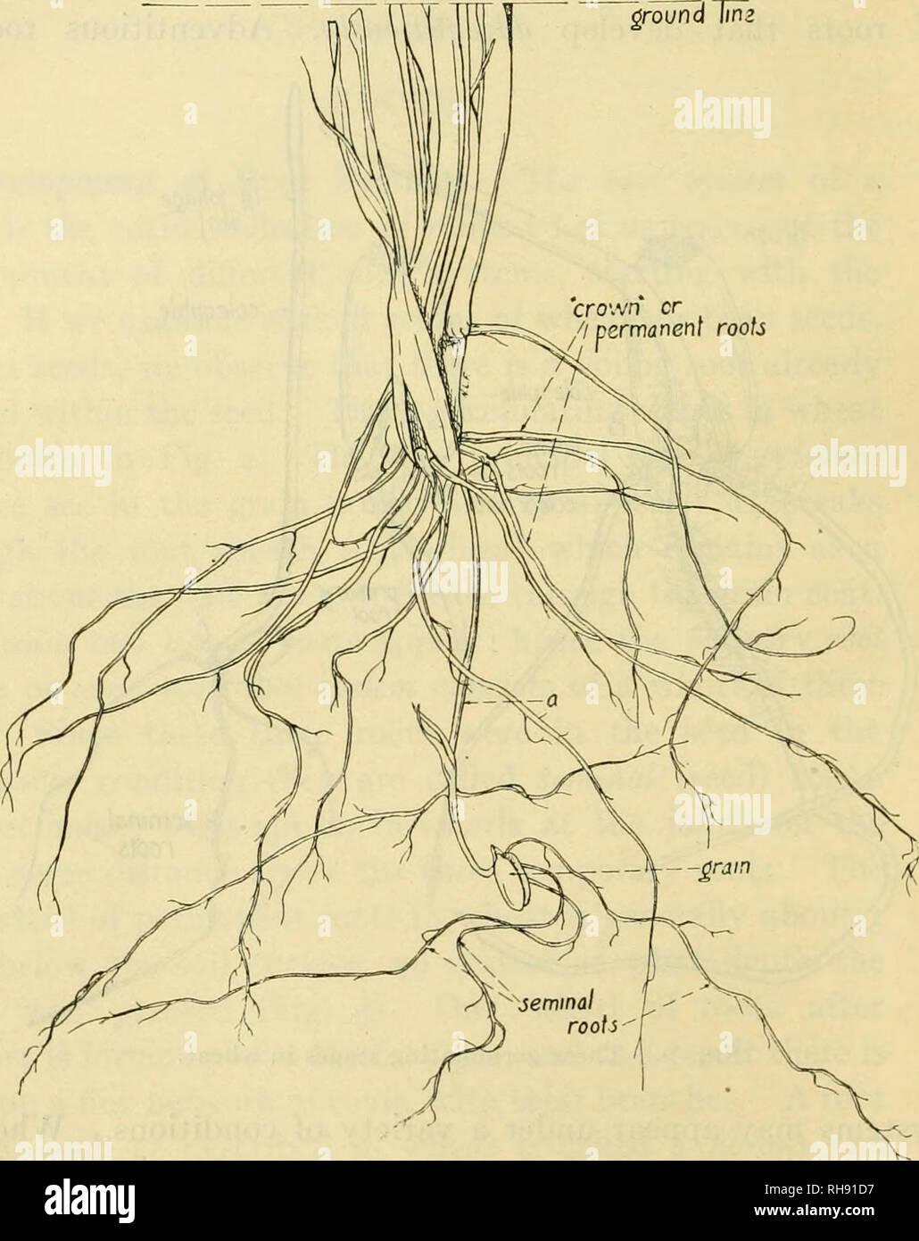 Adventitious root system hi-res stock photography and images - Alamy