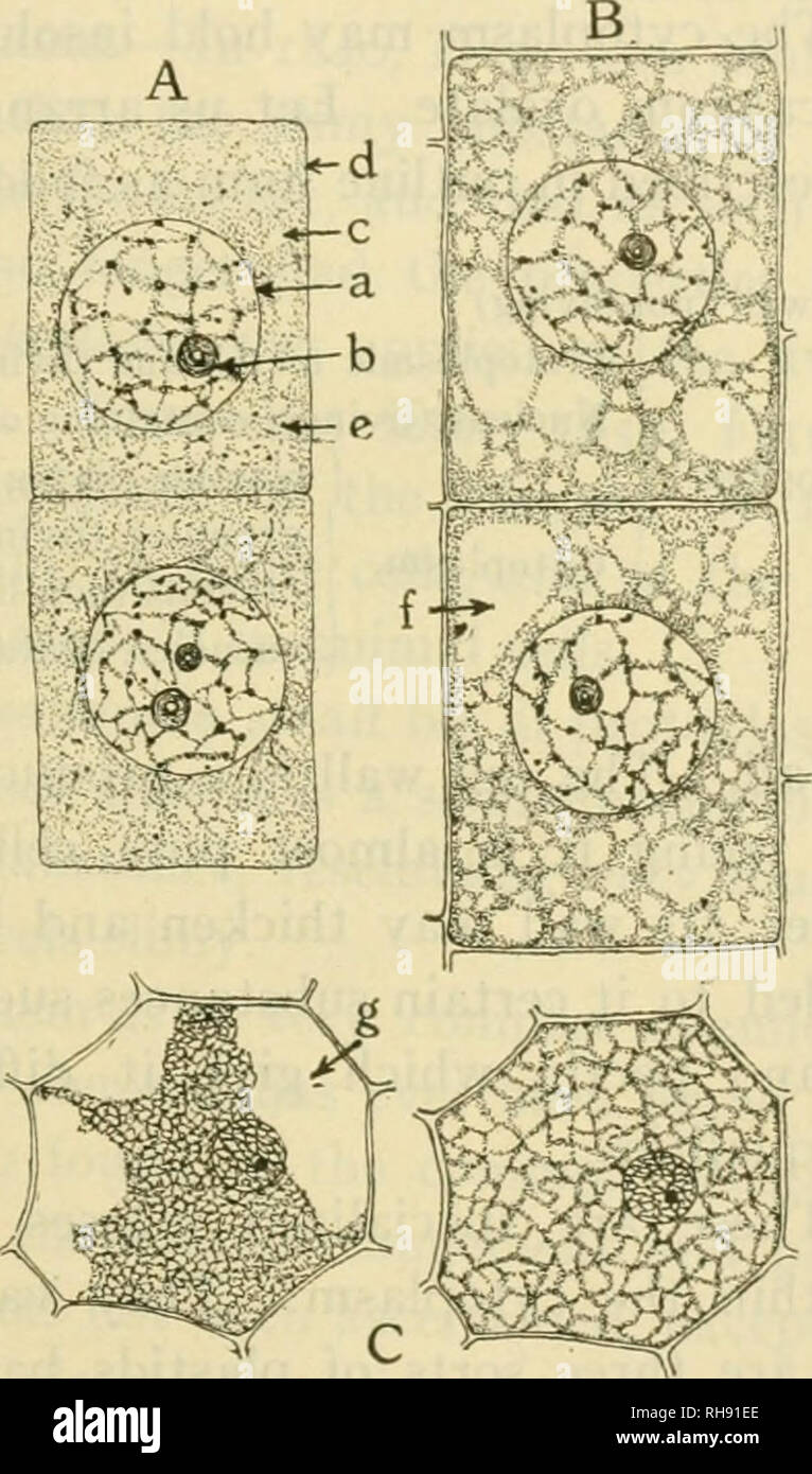 . The botany of crop plants; a text and reference book. Botany ...