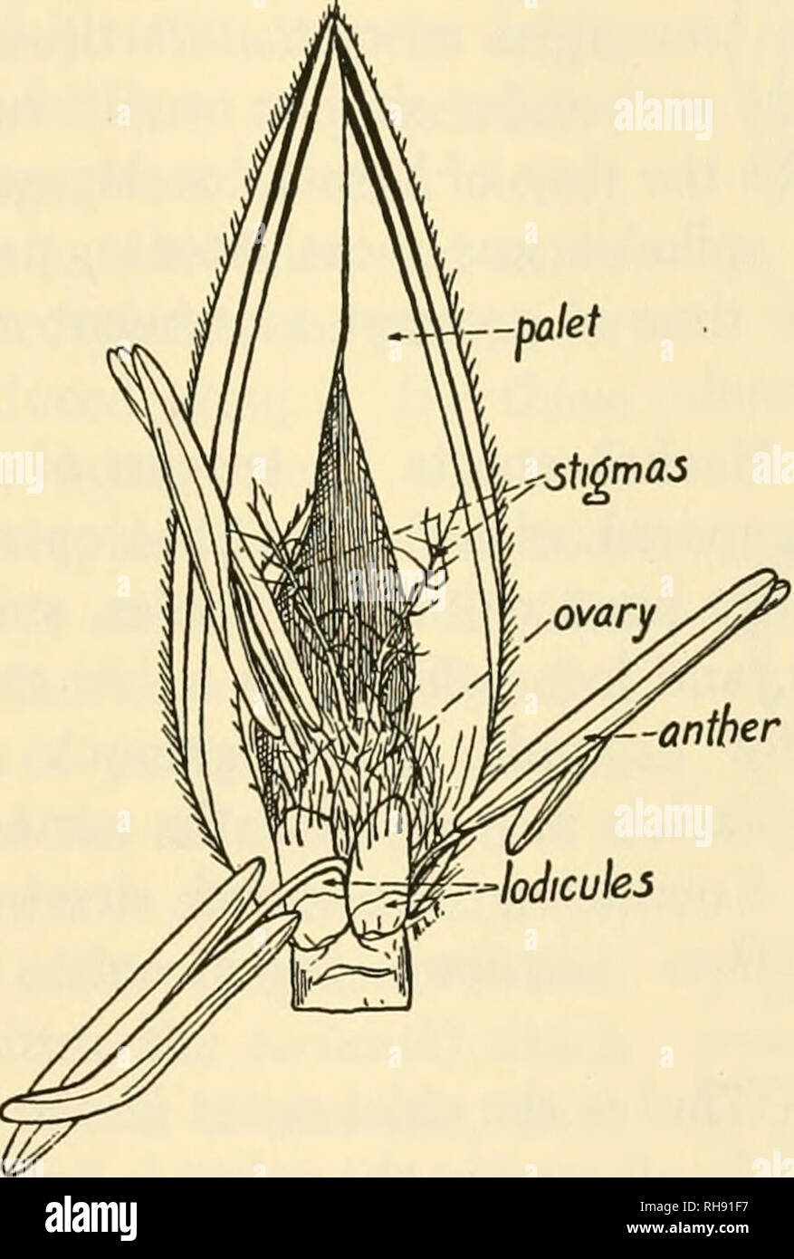 Lodicules hi-res stock photography and images - Alamy
