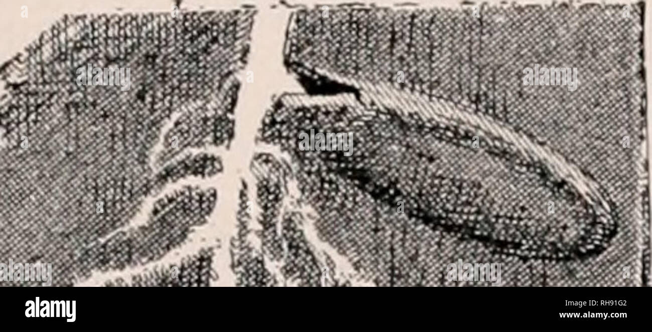 Radish root hairs hi-res stock photography and images - Alamy