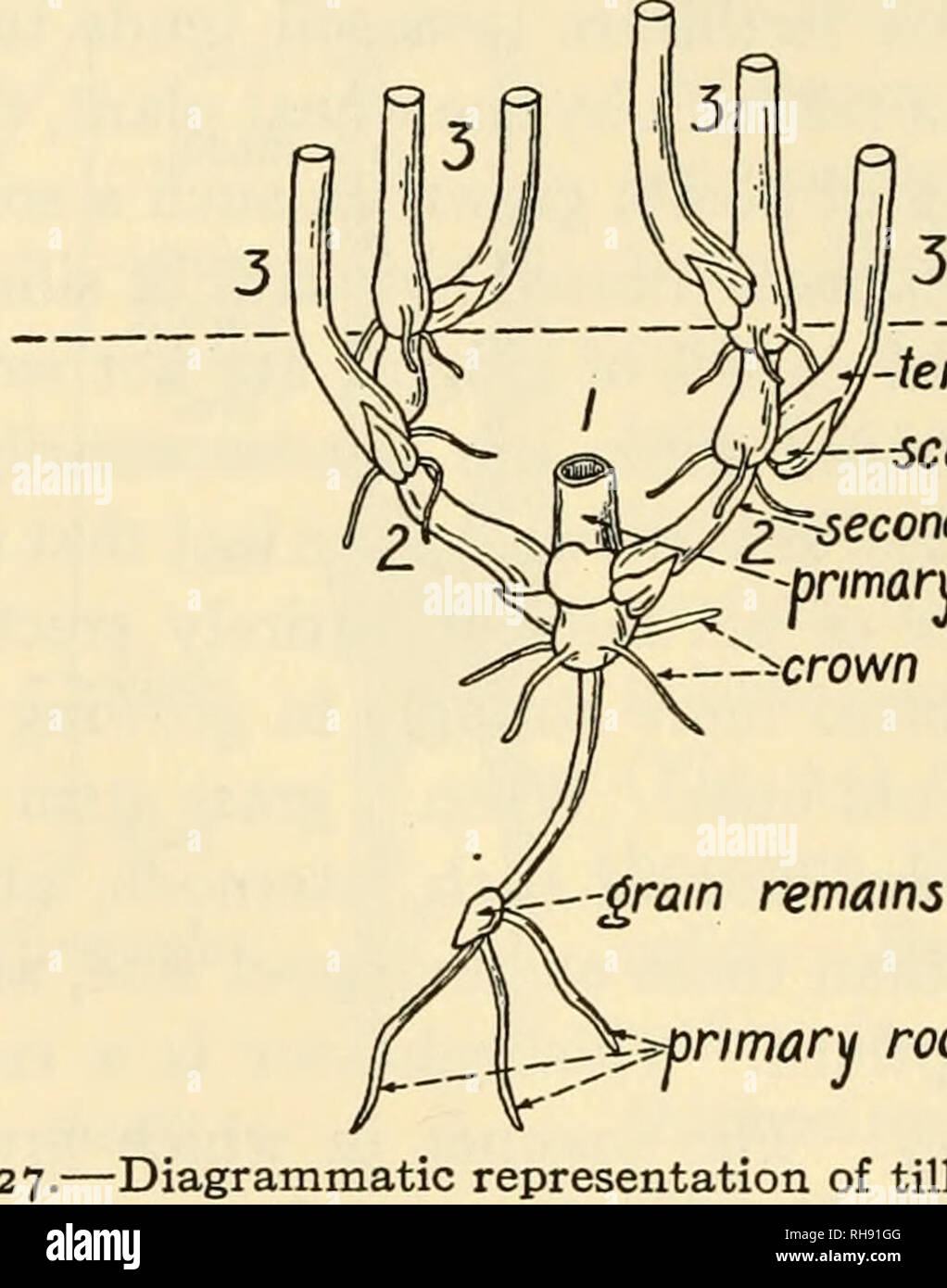 Tertiary branches hi-res stock photography and images - Alamy