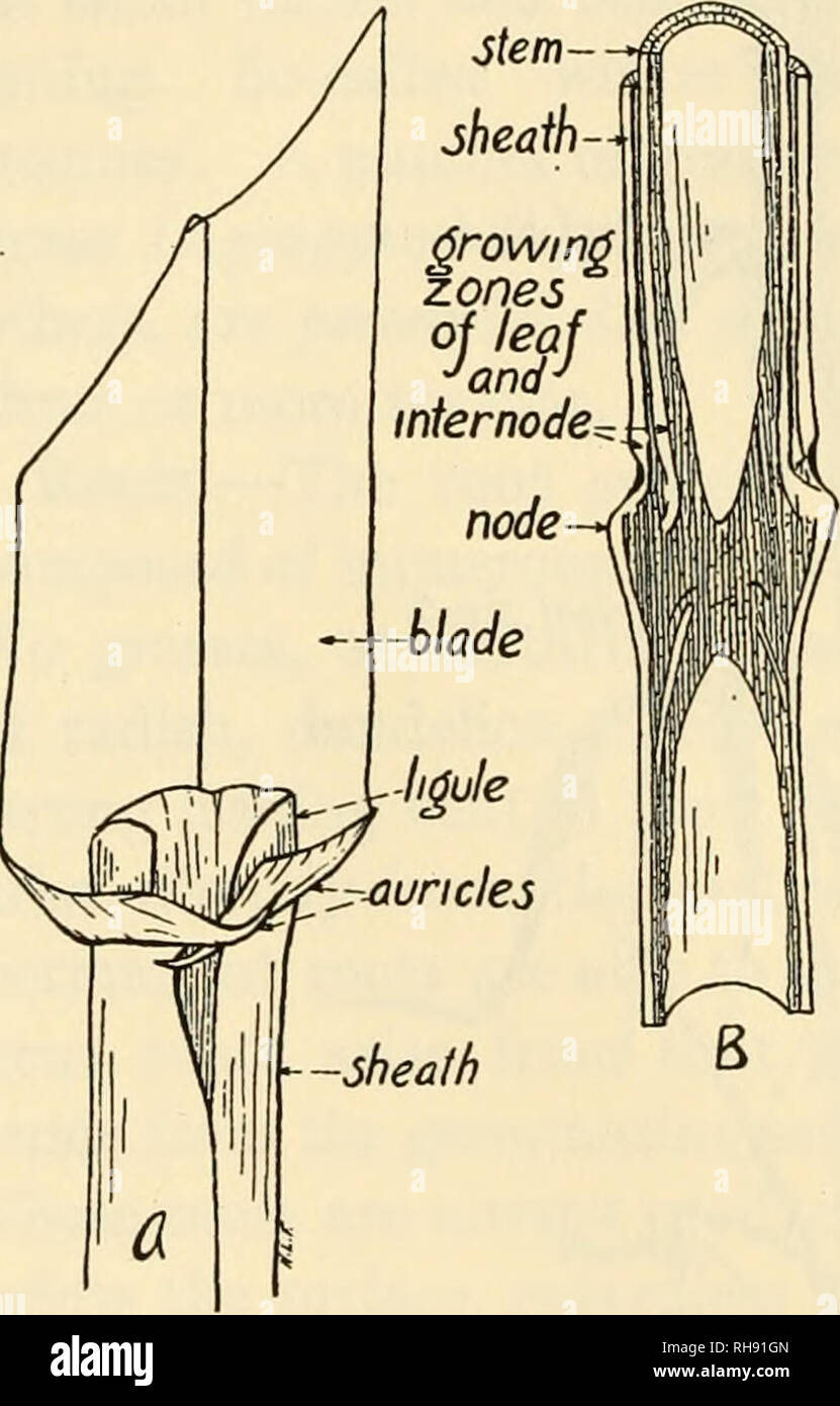 . The botany of crop plants; a text and reference book. Botany ...