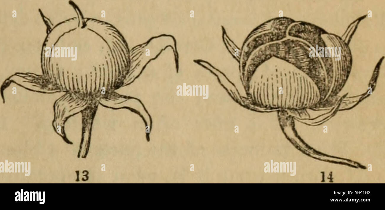 . Botany for young people and common schools. Botany. r " AND WHAT ...