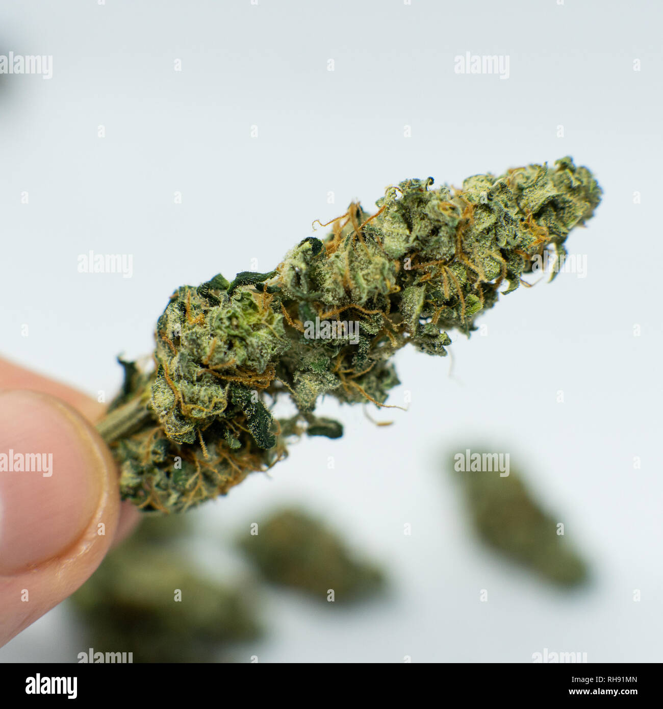 Female cannabis plant flowering hi-res stock photography and images - Alamy