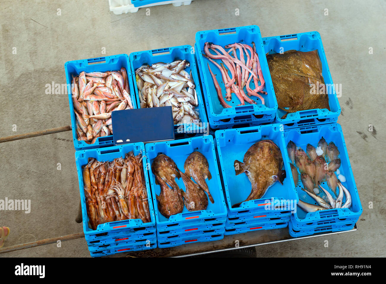 Blue plastic containers with catch of sea fish, shrimp, octopus, squid ...