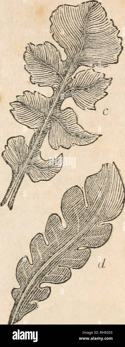 Arrow shaped sagittate leaves hi-res stock photography and images - Alamy