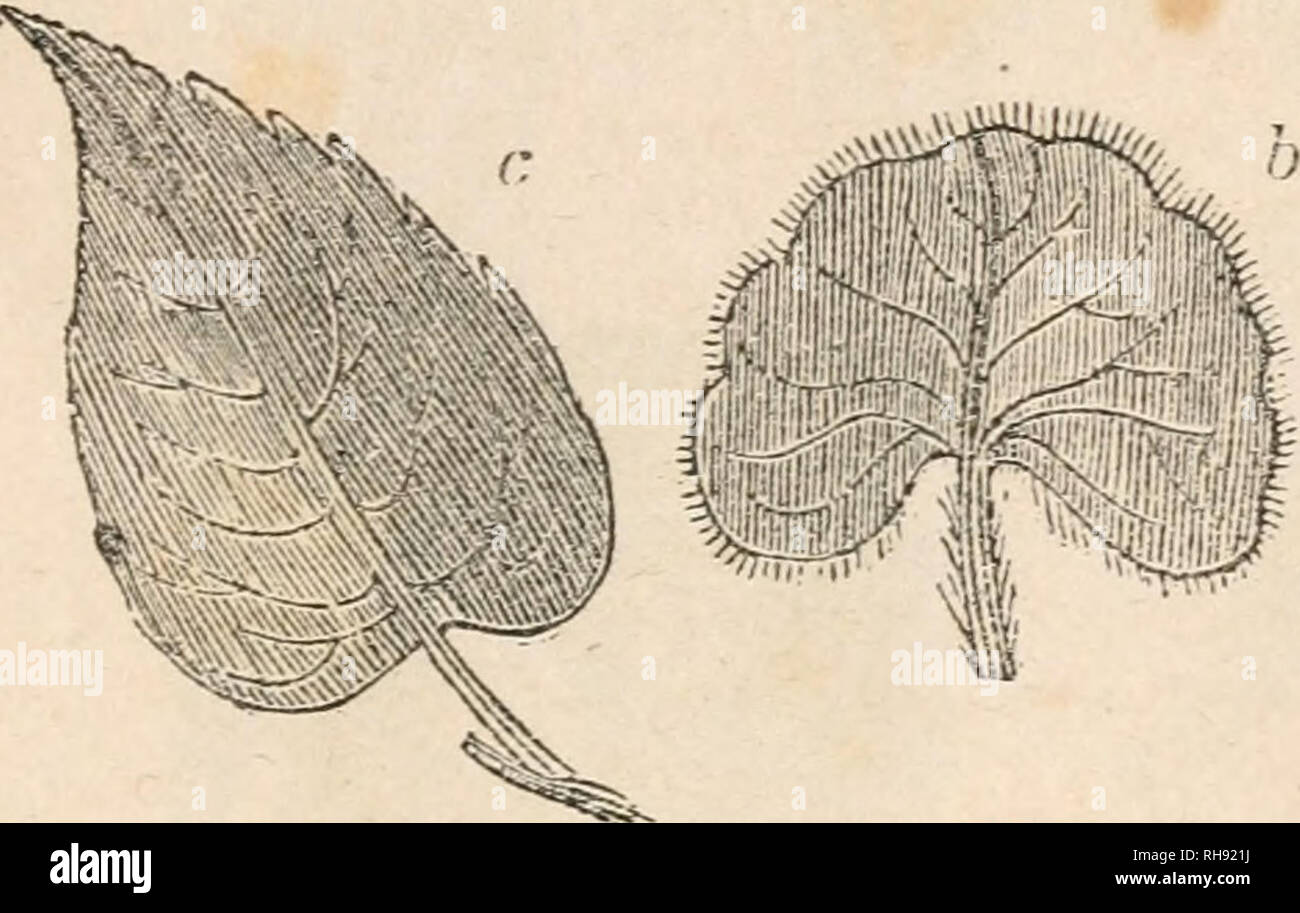 Digitate leaf hi-res stock photography and images - Alamy