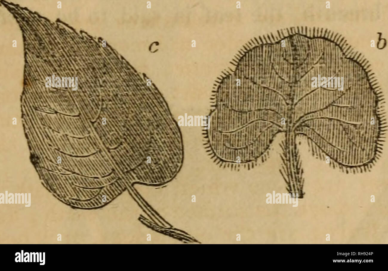 Digitate leaf hi-res stock photography and images - Alamy