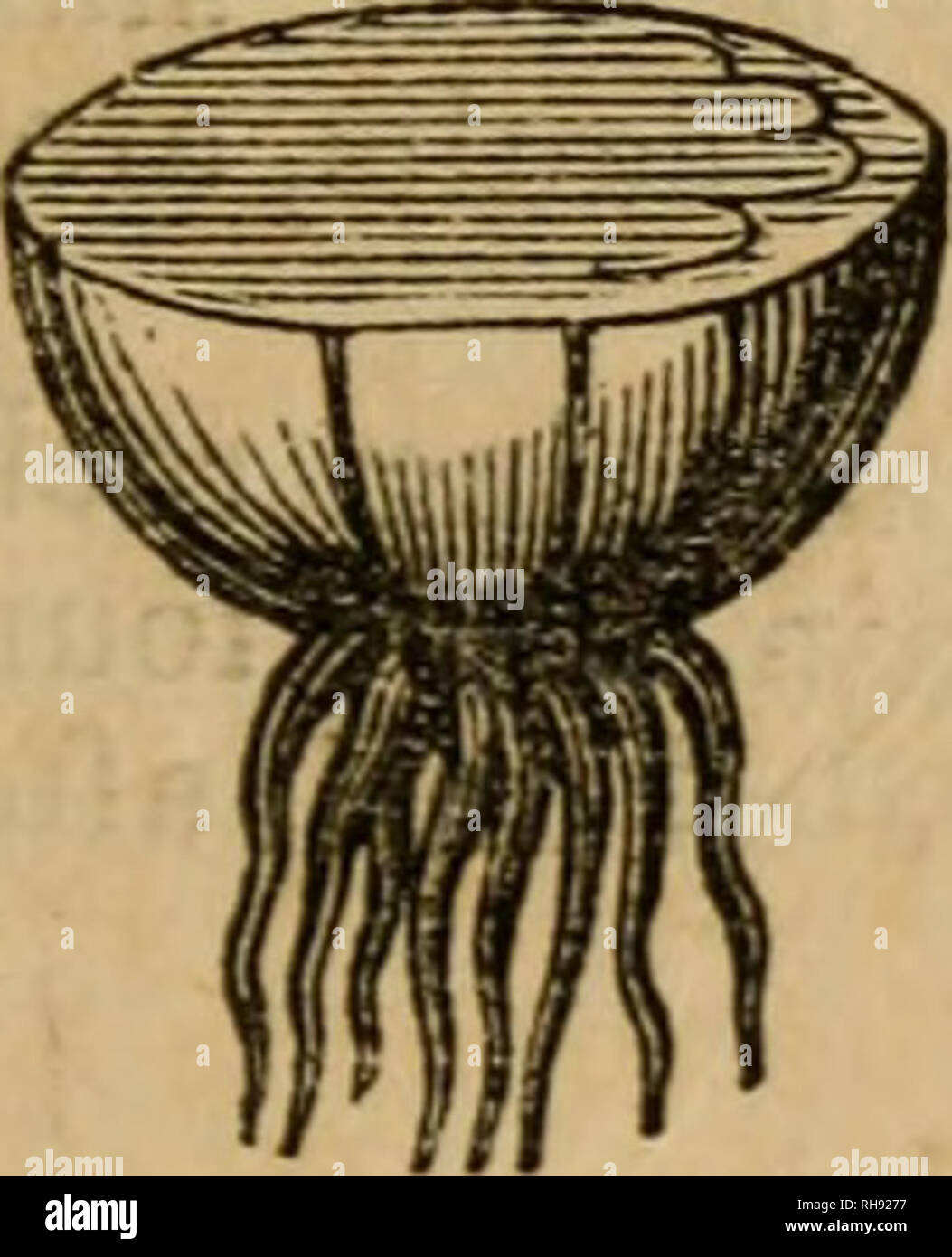 . Botany for beginners: an introduction to Mrs. Lincoln's Lectures on ...